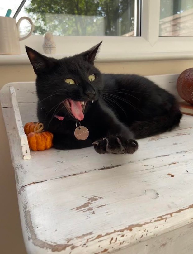 Blog tour: ‘Midnight Magic,’ by Michelle Harrison, illustrated by ...